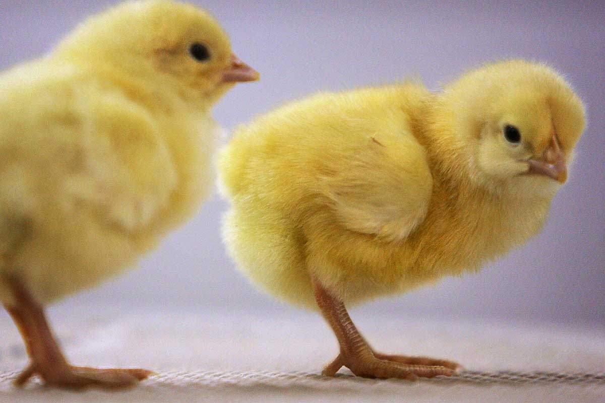 The guide to keeping your own chooks | The New Daily