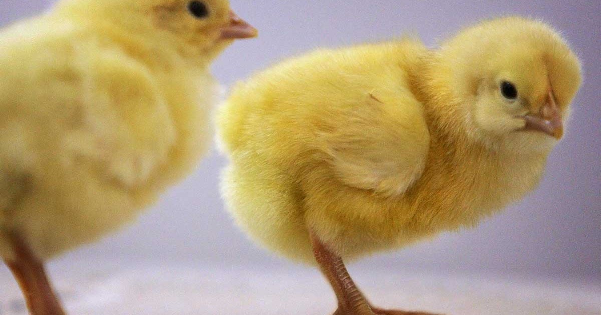 The guide to keeping your own chooks | The New Daily