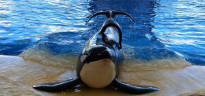 Would you swim with a killer whale? | The New Daily