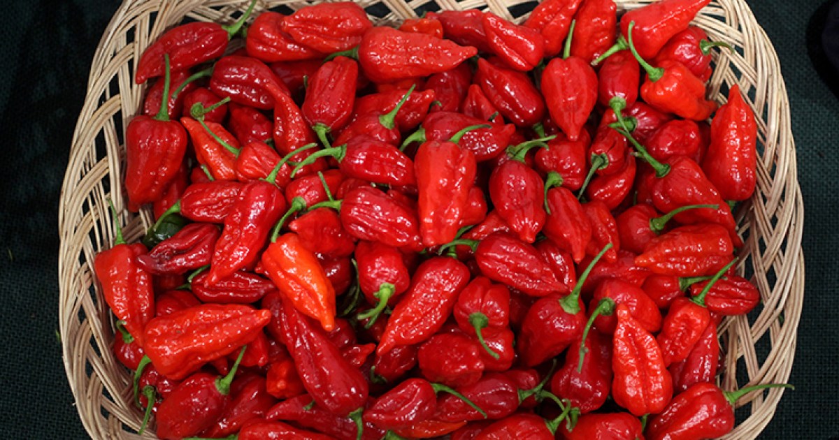Australia's spiciest chilli hits | The New Daily