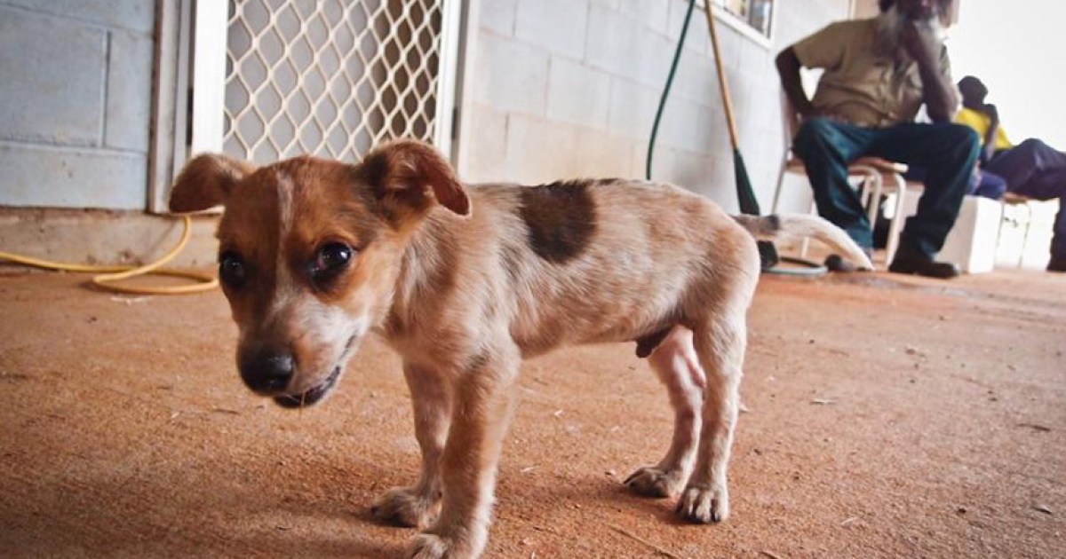 How culling camp dogs is helping Indigenous health