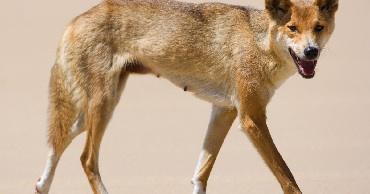 Dog and human health linked | The New Daily