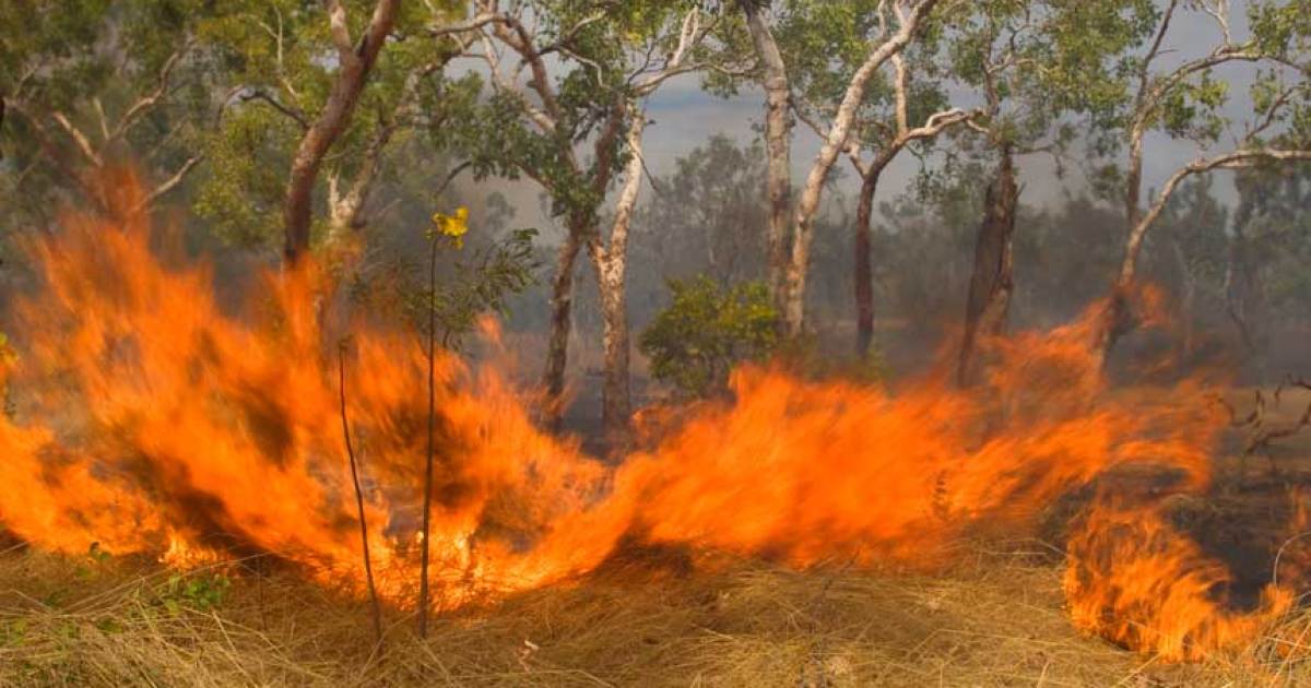 Homes lost in WA bushfire | The New Daily
