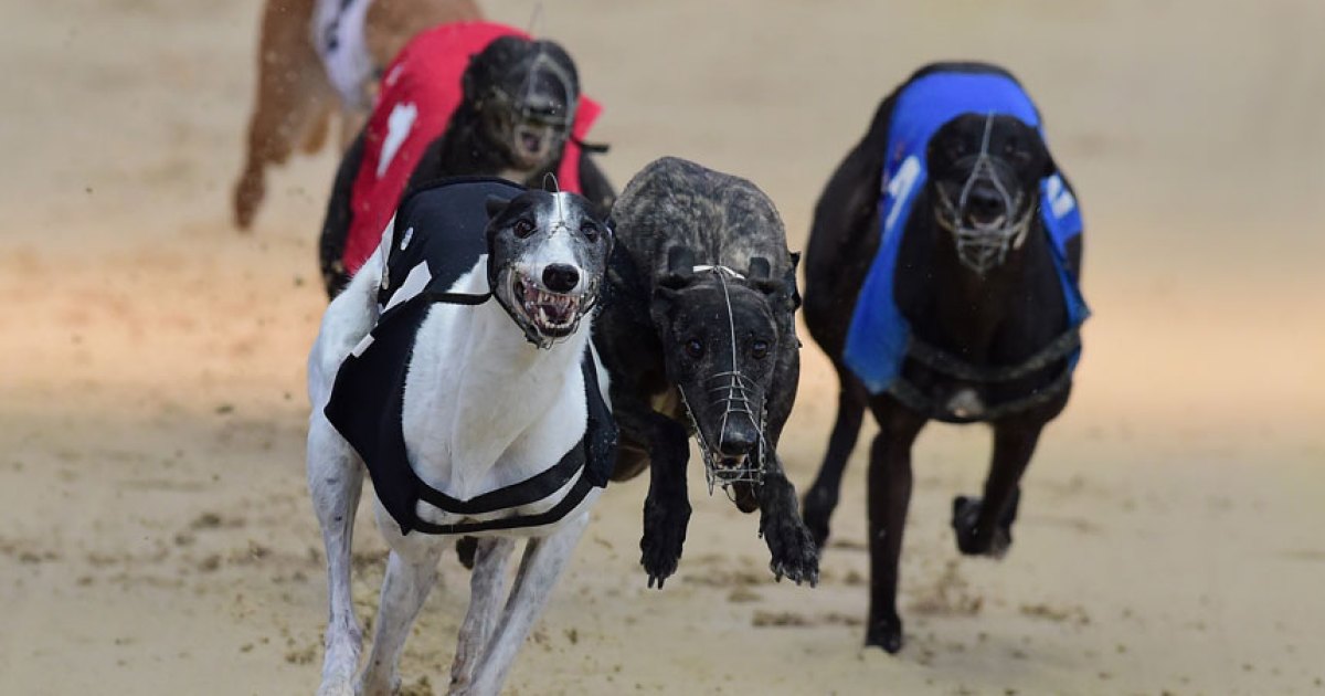 Greyhound racing targeting animal cruelty | The New Daily