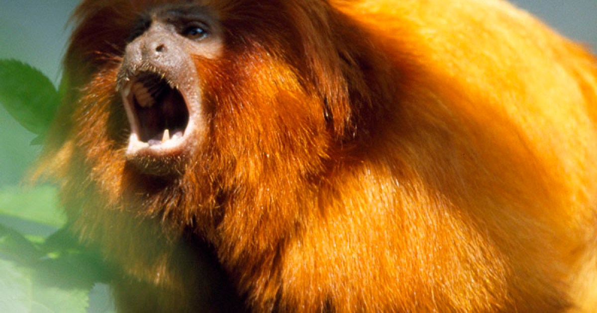 Endangered monkey eaten by otters in British zoo | The New Daily