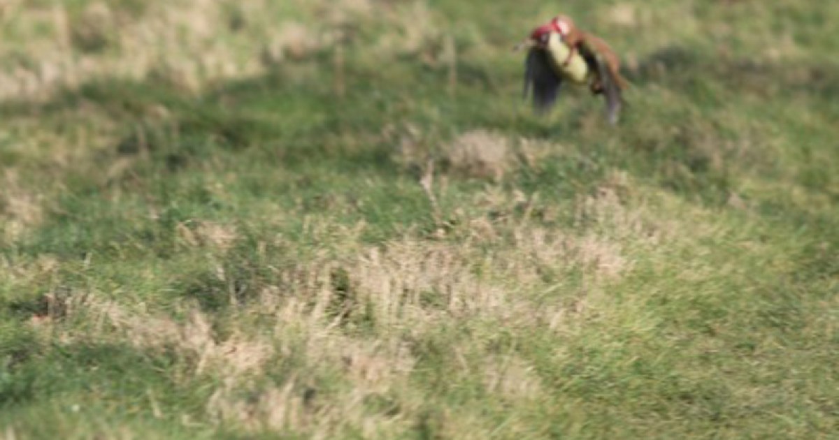 'Predator' weasel rides into battle on a woodpecker | The New Daily