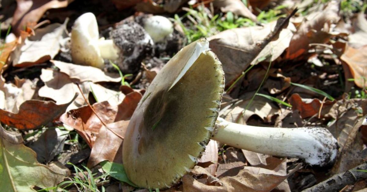 Public alert after death cap mushroom puts Canberra child in hospital