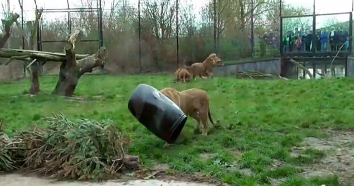 Watch: Lion panics with barrel stuck on head | The New Daily