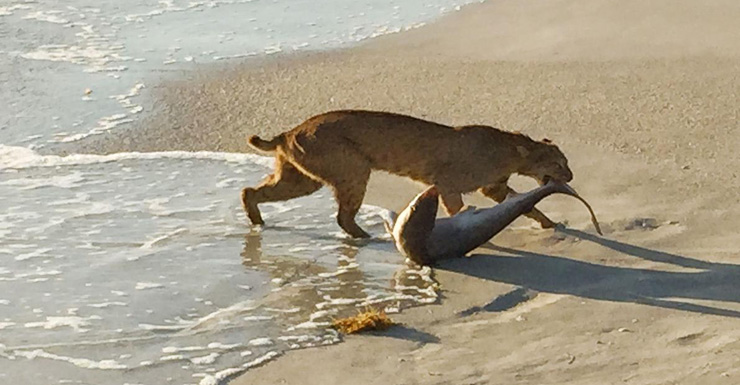 Hungry giant cat pulls shark out of the ocean | The New Daily