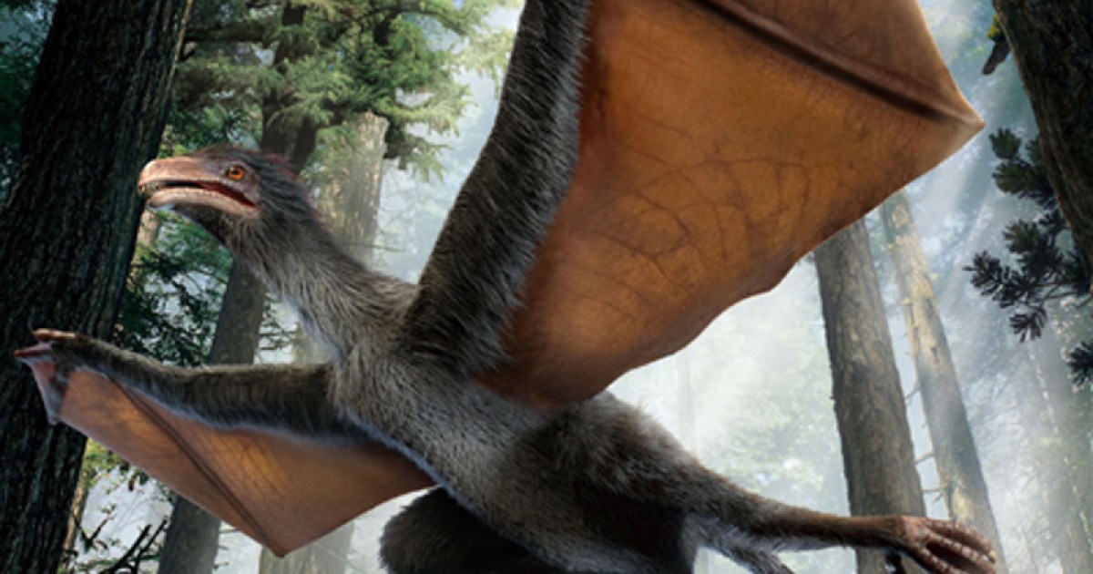 Chinese scientists find first ever bat-wing dino | The New Daily