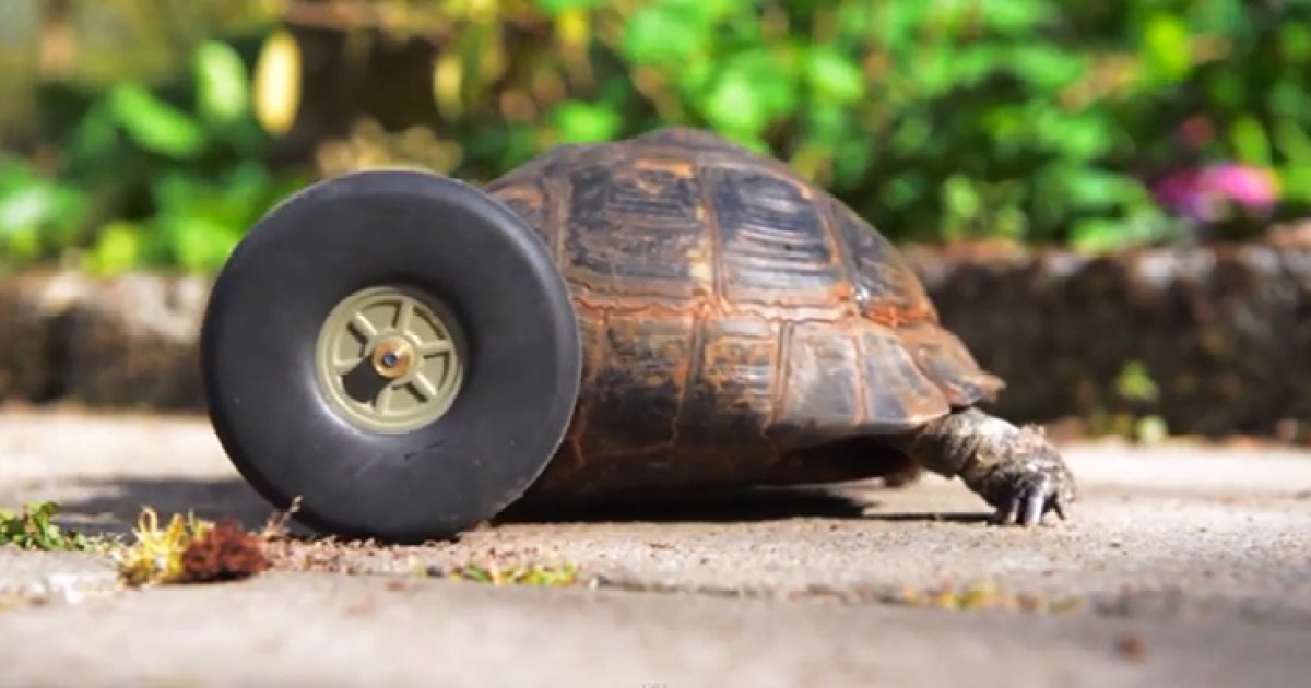 Tortoise, 90, given new wheels after rat attack | The New Daily
