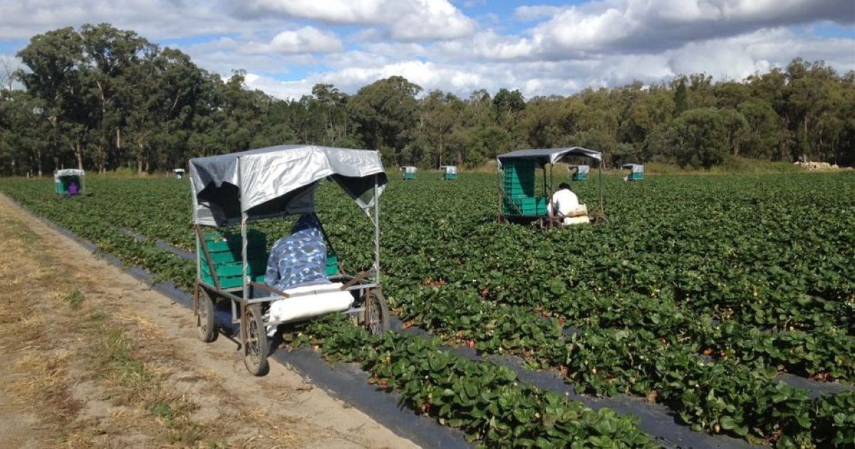 Feds investigate exploited foreign workers| The New Daily