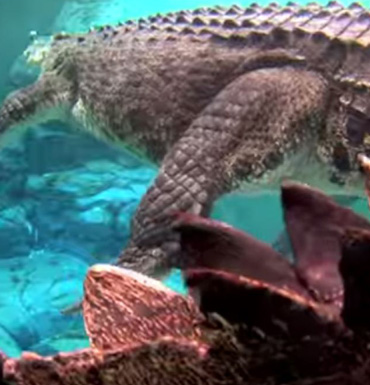 Drunk teens taunt Crocodile Dundee croc | The New Daily