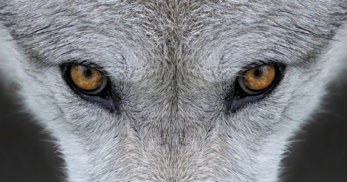 Dogs, man go back 40,000 years - The New Daily