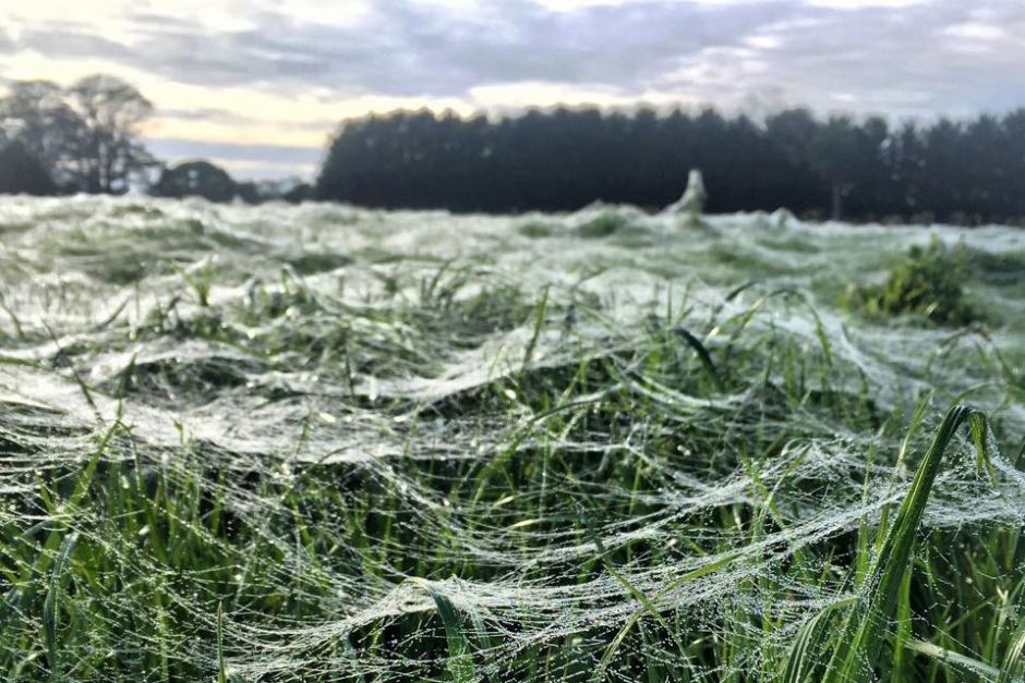 Spectacular sea of cobwebs cover Victorian farm | The New Daily
