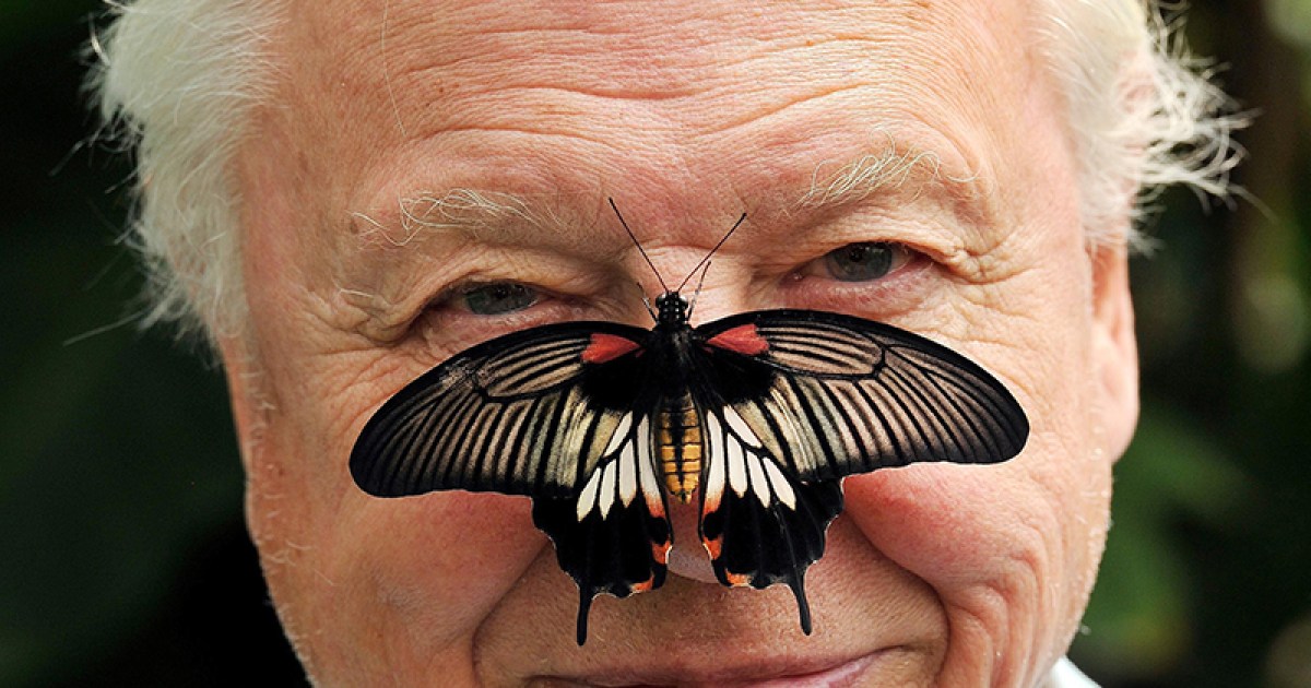 Sir David Attenborough pens charming letter to young fan | The New Daily