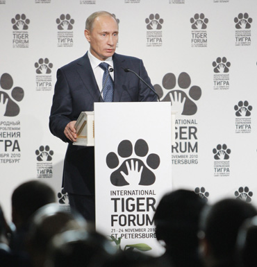 Putin's love for tigers saves them from extinction | The New Daily