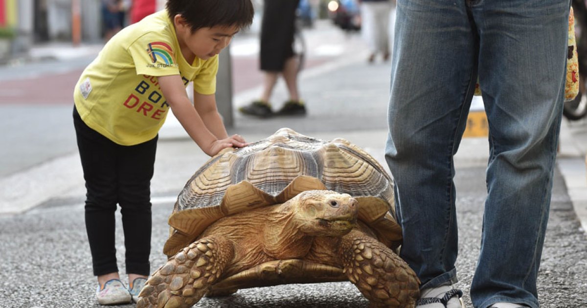 Giant tortoise walks Tokyo streets, slowly | The New Daily