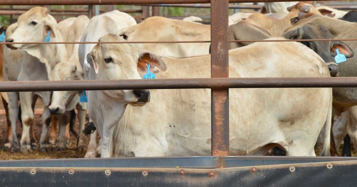 Labor believe tensions are behind cattle cut | The New Daily