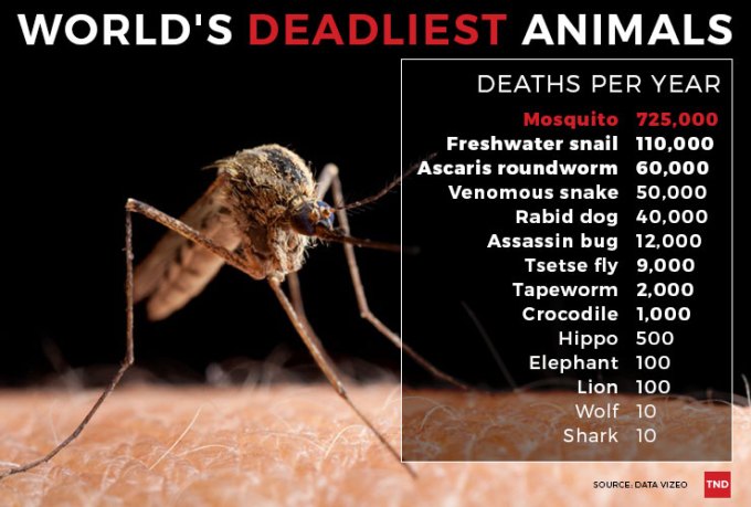 These are the deadliest animals in the world | The New Daily