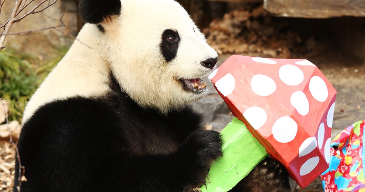Giant panda Fu Ni is playing hard to get | The New Daily