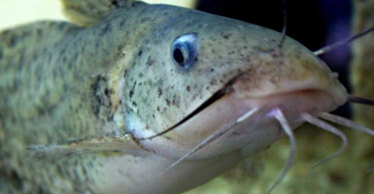 Man suffers embarrassing catfish 'assault' | The New Daily