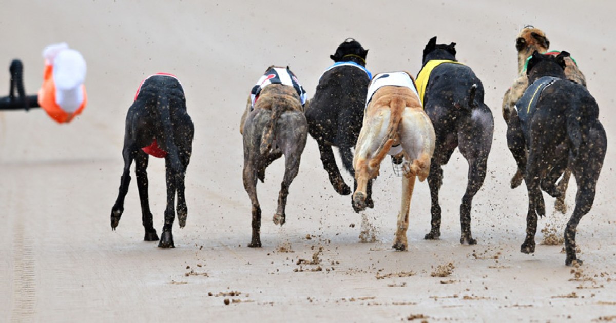 NSW live baiting 'widespread' | The New Daily