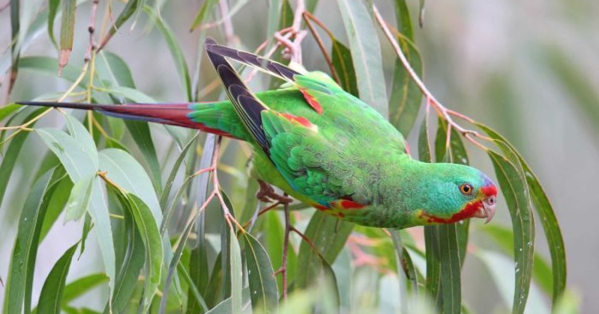 Swift parrot action from Leonardo DiCaprio
