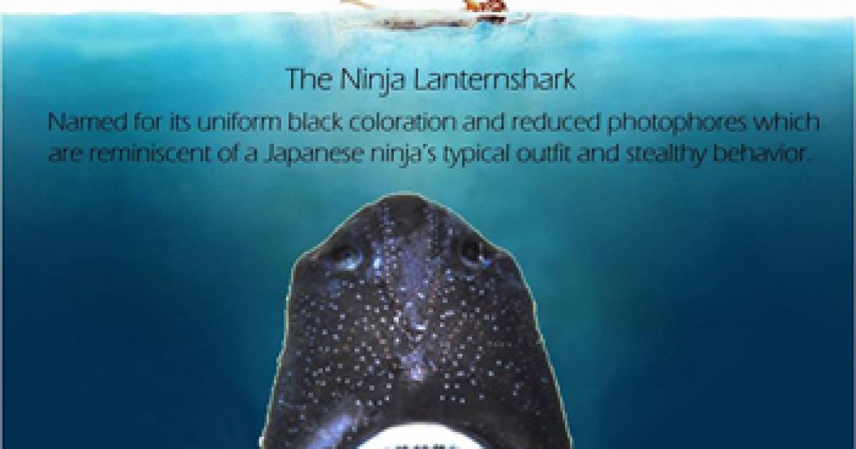 The stealthy Ninja Lanternshark will haunt your dreams | The New Daily