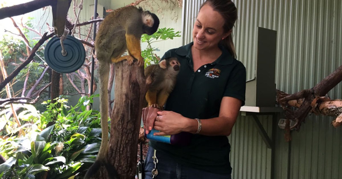 Endangered monkeys find new home in Perth | The New Daily