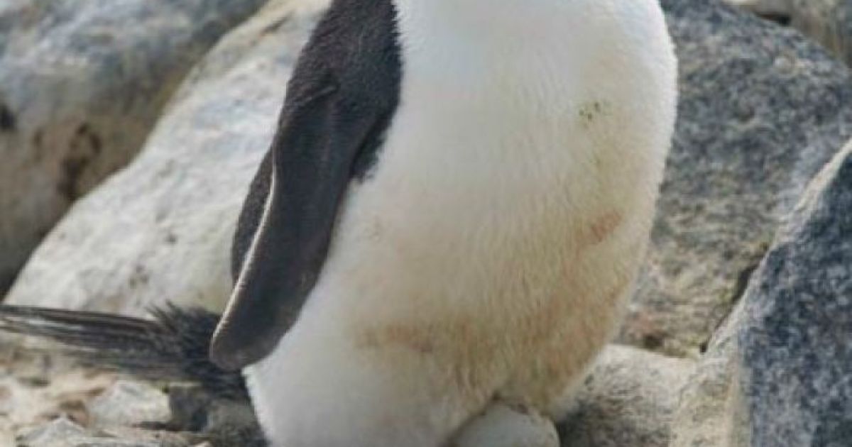 Iceberg nearly wipes out penguin population | The New Daily