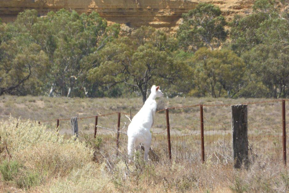 Rare albino kangaroo spotted in South Australia | The New Daily