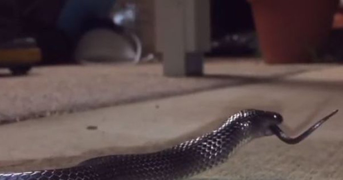 VIDEO: 'Cannibal' snake makes meal out of second snake | The New Daily