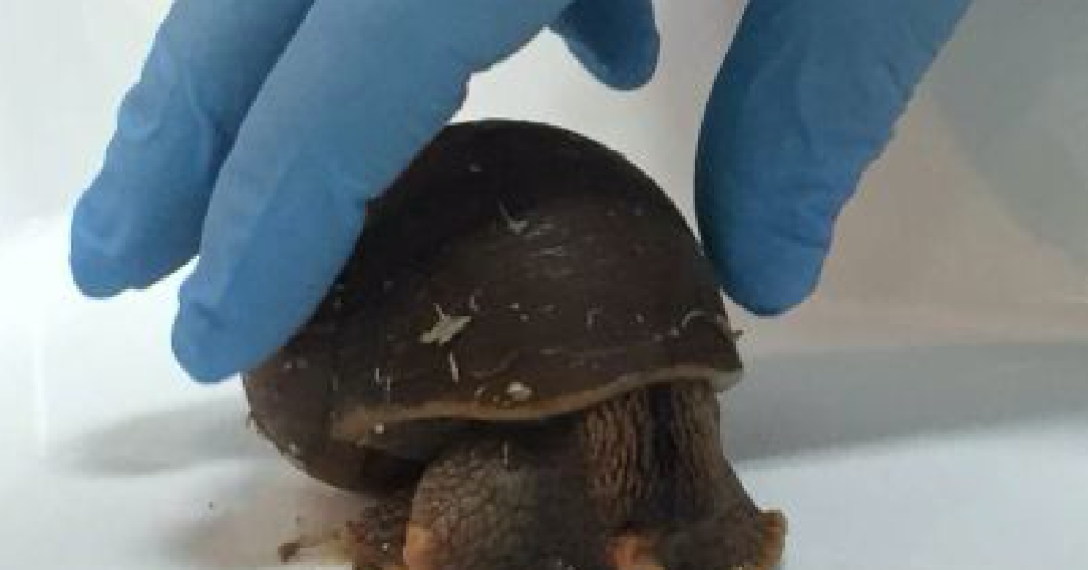 Giant snails among weird animals in the mail | The New Daily