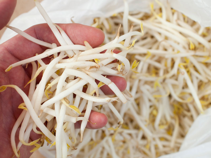 Raw bean sprouts are 'risky' | The New Daily