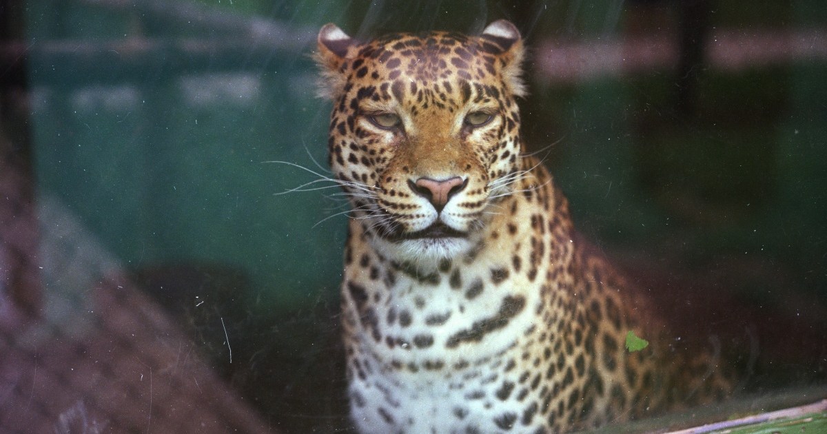 Jaguar shot dead at Olympic torch ceremony in Brazil | The New Daily