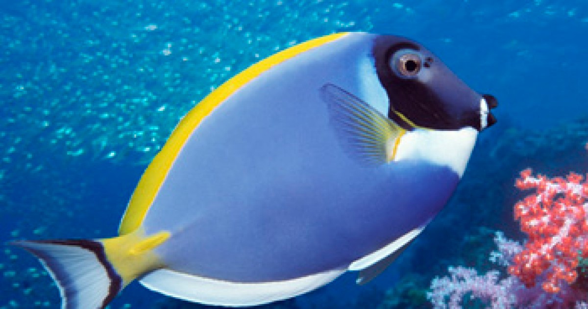 Dory's popularity is putting her in danger | The New Daily