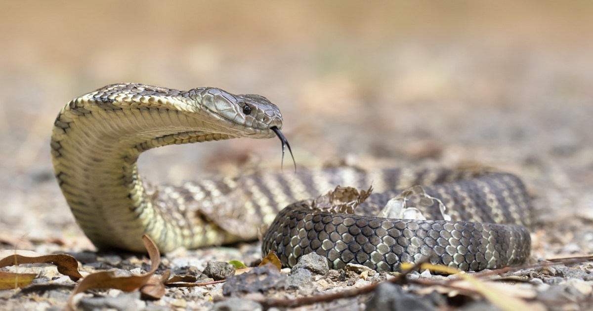 Poisonous reptiles found in Geelong home | The New Daily