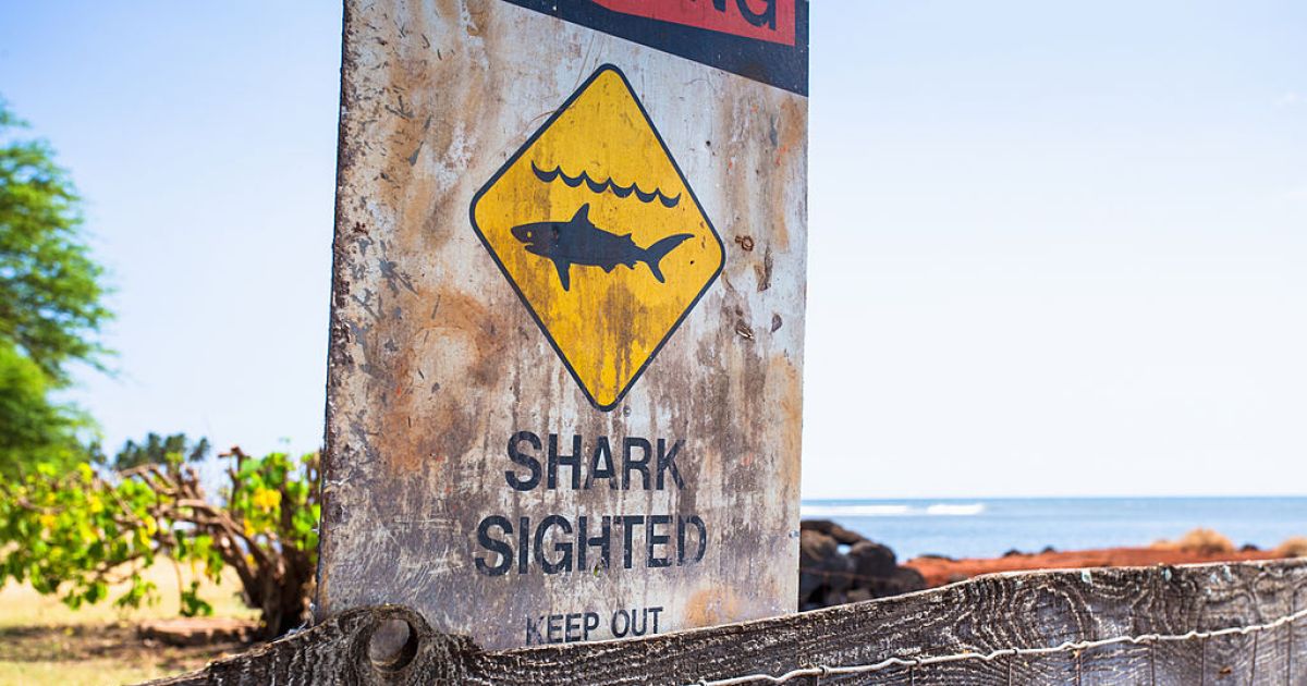 Shark-infested Perth beach closed after 61 sightings in 12 weeks