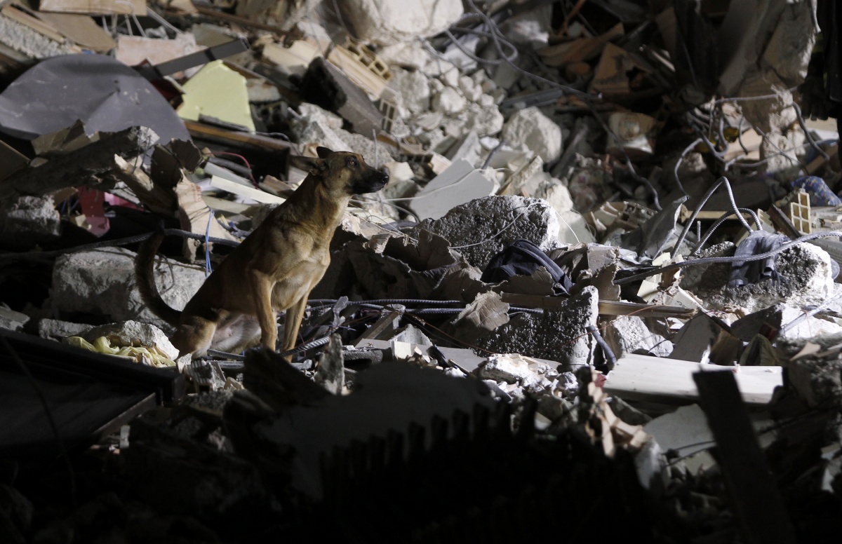 These rescue dogs are the incredible heroes of the Italy earthquake ...