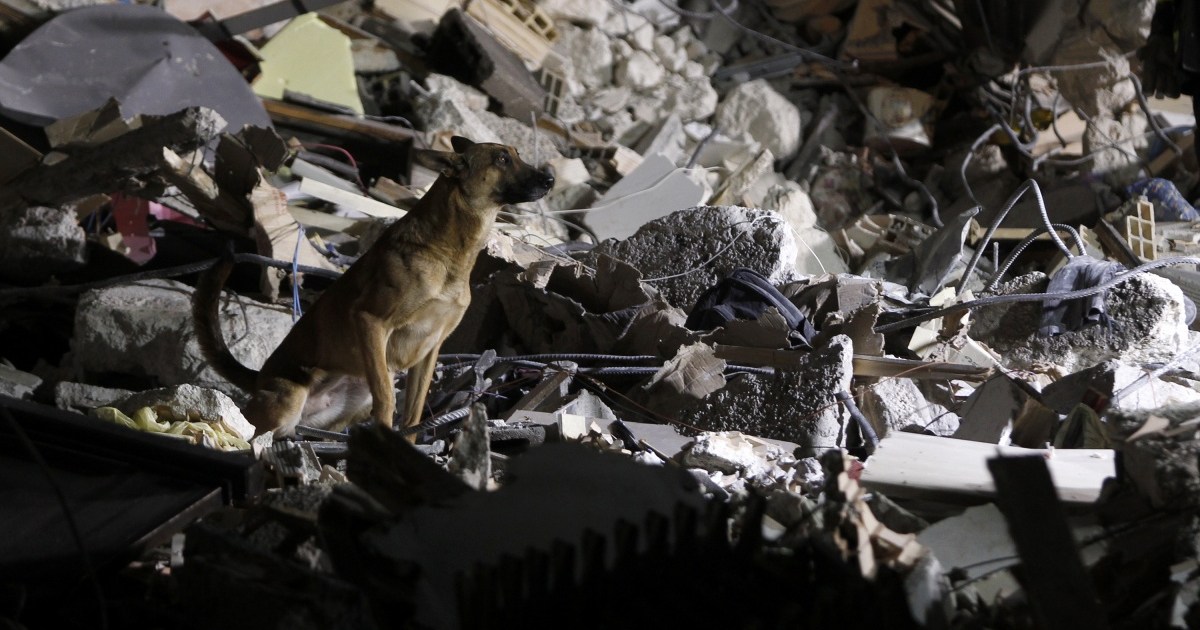 These rescue dogs are the incredible heroes of the Italy earthquake ...