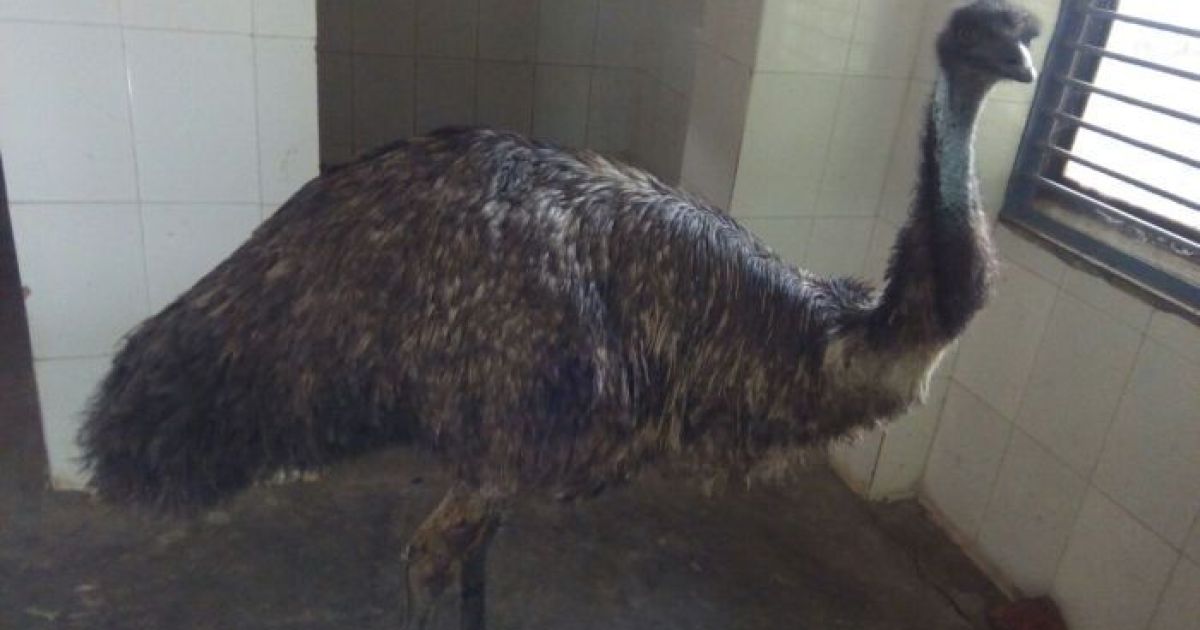Indian animal refuge perplexed by emu arrival | The New Daily