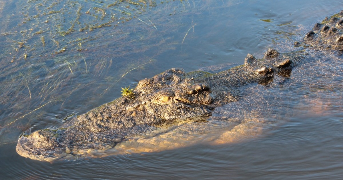Teen films croc stalking swimmers moments before attack