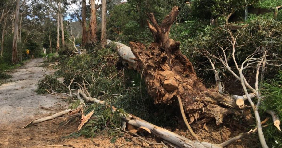 Woman killed by tree felled in Victorian high winds