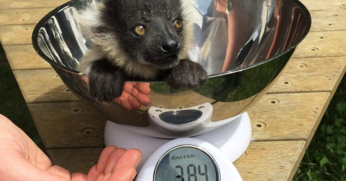 Birth of lemur quadruplets a boost for species
