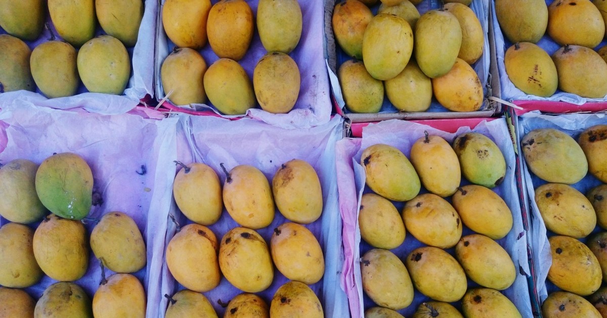 Invasive mango pest detected in Top End