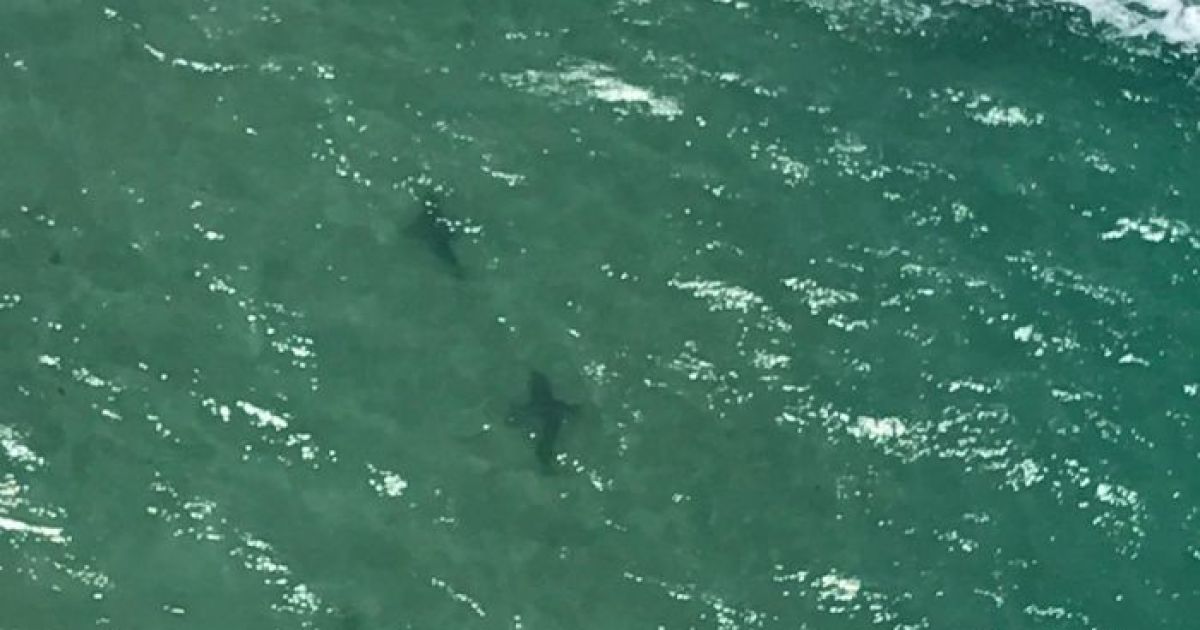 Beach closed after dozens of sharks spotted on Vic coast