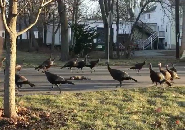 The turkey mystery gobbling social media | The New Daily