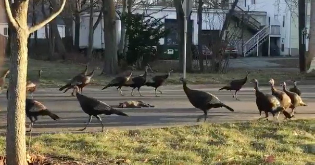 The turkey mystery gobbling social media | The New Daily