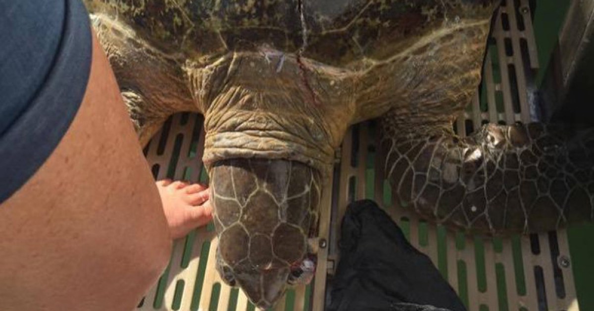 'Century-old' green sea turtle dies after being struck by boat